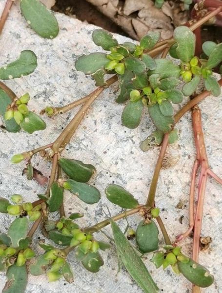 马芷苋的功效与作用_马芷苋怎么吃最好-第3张图片-山城妙识