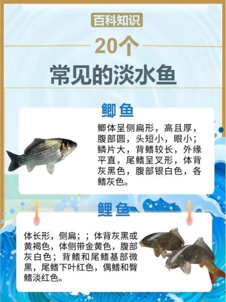 高档淡水鱼养殖品种有哪些_怎么养最赚钱-第2张图片-山城妙识 高档淡水鱼养殖品种有哪些_怎么养最赚钱-第2张图片-山城妙识