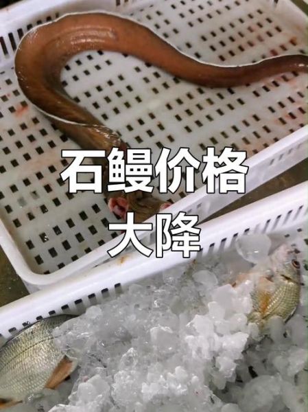 石鳗鱼图片_如何辨别真假石鳗鱼-第3张图片-山城妙识 石鳗鱼图片_如何辨别真假石鳗鱼-第3张图片-山城妙识