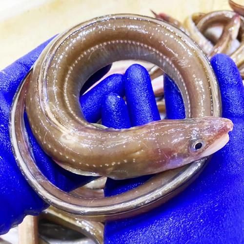 石鳗鱼图片_如何辨别真假石鳗鱼-第2张图片-山城妙识 石鳗鱼图片_如何辨别真假石鳗鱼-第2张图片-山城妙识