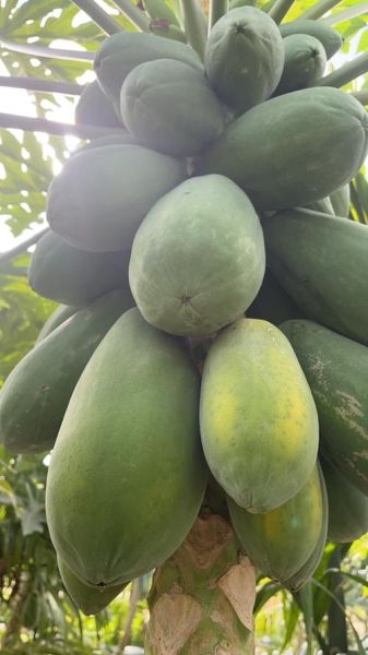 丰胸木瓜是哪种_木瓜丰胸吃哪种最有效-第2张图片-山城妙识 丰胸木瓜是哪种_木瓜丰胸吃哪种最有效-第2张图片-山城妙识