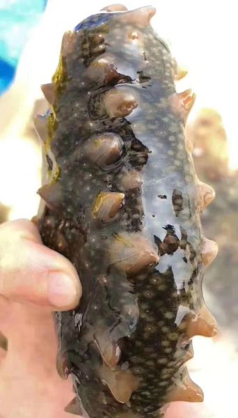 长岛海参价格多少钱一斤_长岛海参价格为什么高-第1张图片-山城妙识 长岛海参价格多少钱一斤_长岛海参价格为什么高-第1张图片-山城妙识