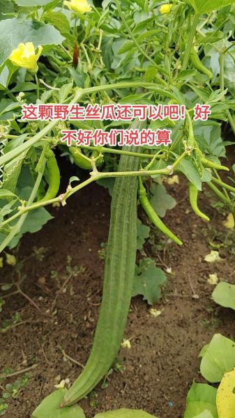 野丝瓜有什么功效_野丝瓜能治疗哪些病-第1张图片-山城妙识 野丝瓜有什么功效_野丝瓜能治疗哪些病-第1张图片-山城妙识