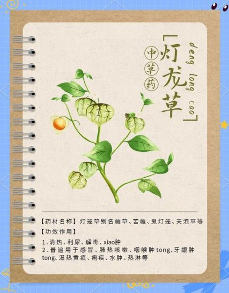 灯笼草可以治疗什么_灯笼草的功效与作用-第1张图片-山城妙识 灯笼草可以治疗什么_灯笼草的功效与作用-第1张图片-山城妙识