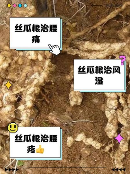 野丝瓜有什么功效_野丝瓜能治疗哪些病-第2张图片-山城妙识 野丝瓜有什么功效_野丝瓜能治疗哪些病-第2张图片-山城妙识