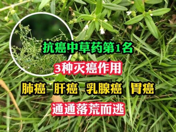 抗肿瘤中草药有哪些_如何科学使用-第3张图片-山城妙识 抗肿瘤中草药有哪些_如何科学使用-第3张图片-山城妙识