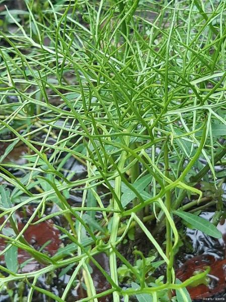 抗肿瘤中草药有哪些_如何科学使用-第2张图片-山城妙识 抗肿瘤中草药有哪些_如何科学使用-第2张图片-山城妙识