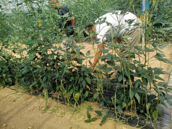 长豆角什么时候播种最合适_长豆角种植技术与管理-第3张图片-山城妙识 长豆角什么时候播种最合适_长豆角种植技术与管理-第3张图片-山城妙识
