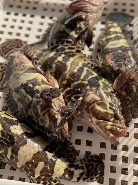 龙胆石斑鱼多少钱一斤_龙胆石斑鱼价格为什么波动大-第3张图片-山城妙识