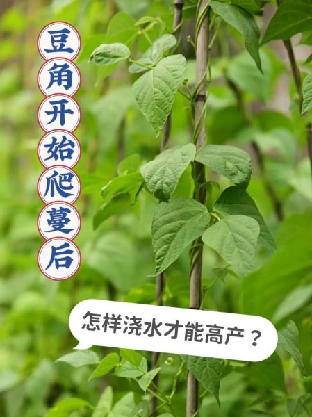 长豆角什么时候播种最合适_长豆角种植技术与管理-第1张图片-山城妙识 长豆角什么时候播种最合适_长豆角种植技术与管理-第1张图片-山城妙识