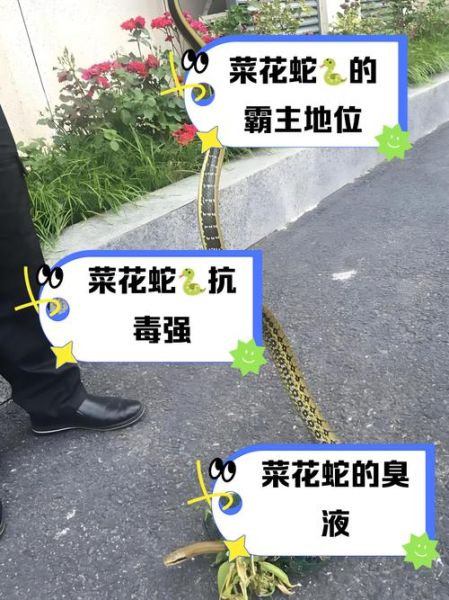 菜花蛇为什么那么臭_菜花蛇臭味来源-第1张图片-山城妙识 菜花蛇为什么那么臭_菜花蛇臭味来源-第1张图片-山城妙识