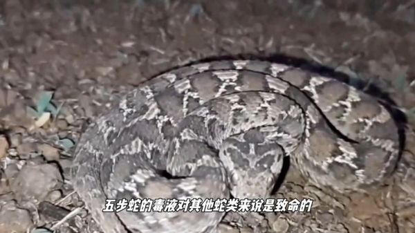 菜花蛇为什么那么臭_菜花蛇臭味来源-第3张图片-山城妙识 菜花蛇为什么那么臭_菜花蛇臭味来源-第3张图片-山城妙识