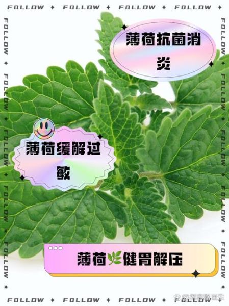 鲜薄荷叶能直接吃吗_鲜薄荷叶的功效与作用-第1张图片-山城妙识