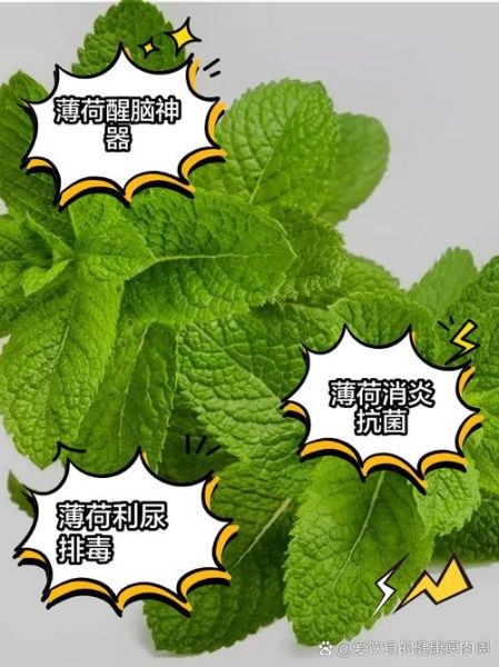 鲜薄荷叶能直接吃吗_鲜薄荷叶的功效与作用-第3张图片-山城妙识
