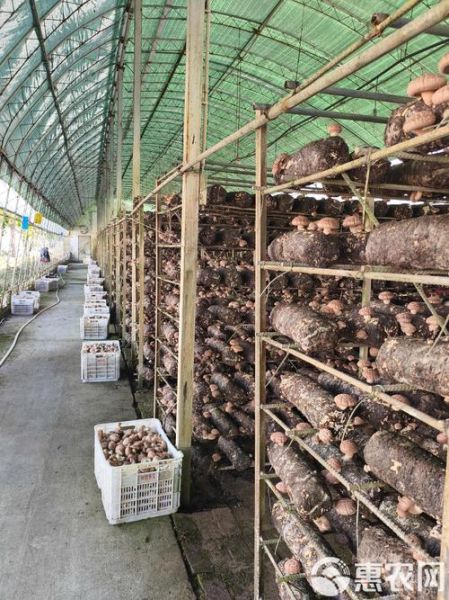 香菇种植技术培训哪里好_如何选择靠谱机构-第1张图片-山城妙识 香菇种植技术培训哪里好_如何选择靠谱机构-第1张图片-山城妙识