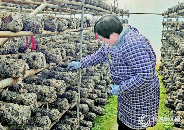 香菇种植技术培训哪里好_如何选择靠谱机构-第3张图片-山城妙识 香菇种植技术培训哪里好_如何选择靠谱机构-第3张图片-山城妙识