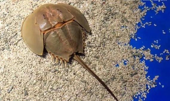 鲎多少钱一只_鲎价格行情-第1张图片-山城妙识 鲎多少钱一只_鲎价格行情-第1张图片-山城妙识