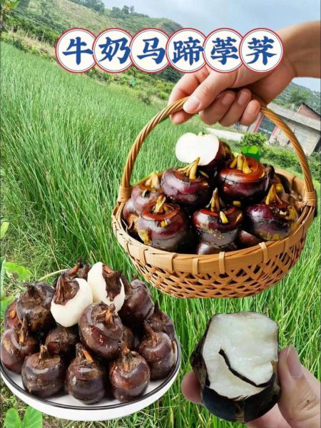 荸荠和马蹄是一样的吗_荸荠马蹄区别在哪里-第1张图片-山城妙识 荸荠和马蹄是一样的吗_荸荠马蹄区别在哪里-第1张图片-山城妙识