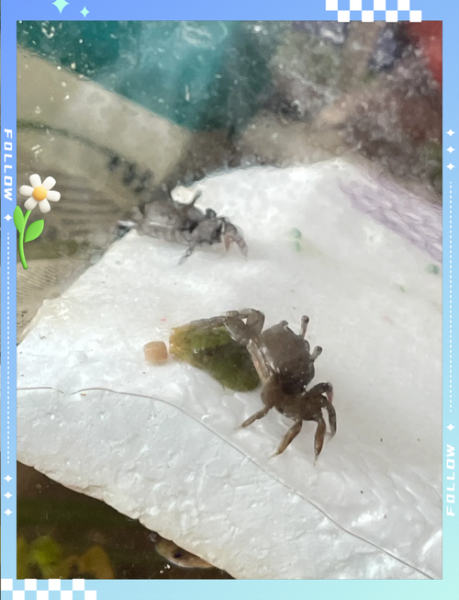 辣椒蟹可以深水养吗_辣椒蟹深水养殖注意事项-第1张图片-山城妙识 辣椒蟹可以深水养吗_辣椒蟹深水养殖注意事项-第1张图片-山城妙识