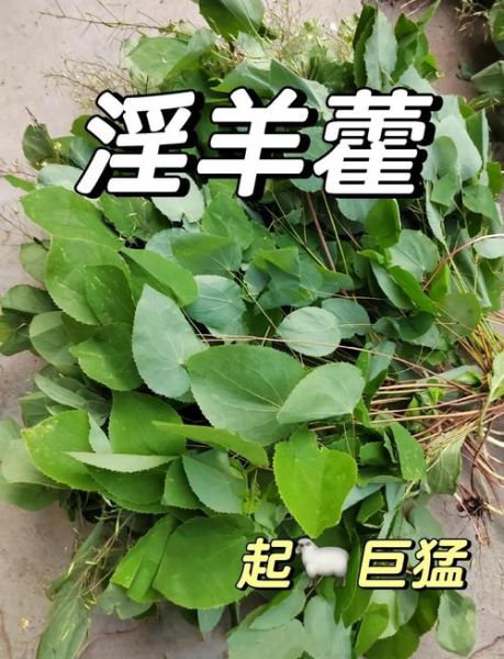 长期吃淫羊藿的副作用_安全服用多久-第1张图片-山城妙识 长期吃淫羊藿的副作用_安全服用多久-第1张图片-山城妙识