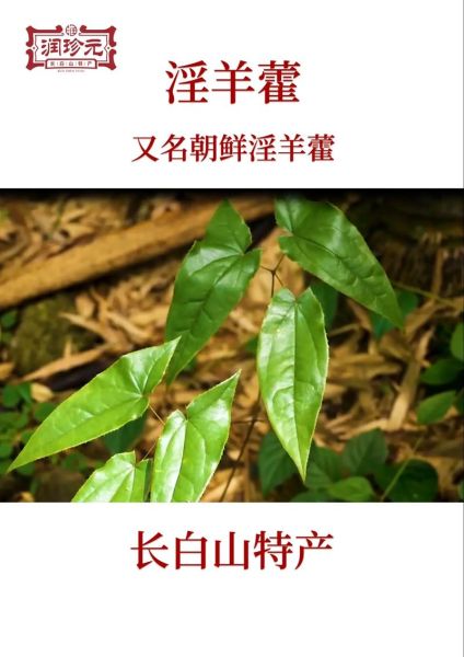 长期吃淫羊藿的副作用_安全服用多久-第3张图片-山城妙识 长期吃淫羊藿的副作用_安全服用多久-第3张图片-山城妙识