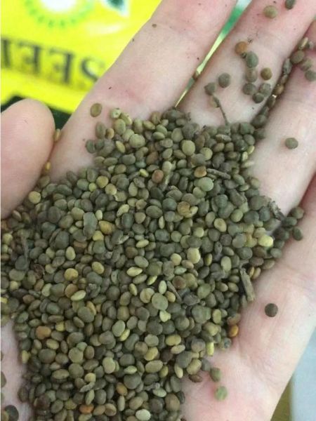 苜蓿草种子多少钱一斤_苜蓿种子价格影响因素-第1张图片-山城妙识 苜蓿草种子多少钱一斤_苜蓿种子价格影响因素-第1张图片-山城妙识