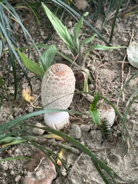 鸡腿蘑菇的营养价值_鸡腿蘑菇的功效与作用-第3张图片-山城妙识 鸡腿蘑菇的营养价值_鸡腿蘑菇的功效与作用-第3张图片-山城妙识