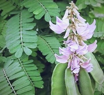 鸡骨草丸的功效与作用_鸡骨草丸主治什么病-第3张图片-山城妙识 鸡骨草丸的功效与作用_鸡骨草丸主治什么病-第3张图片-山城妙识