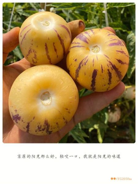 人参果皮能吃吗_人参果皮怎么吃-第1张图片-山城妙识