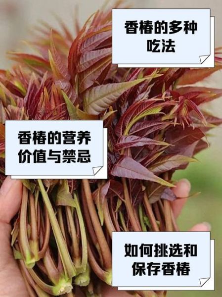 男人吃香椿可以壮阳吗_香椿壮阳是真的吗-第2张图片-山城妙识