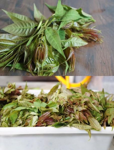 男人吃香椿可以壮阳吗_香椿壮阳是真的吗-第3张图片-山城妙识