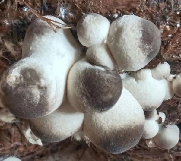 草菇价格一斤多少钱_草菇多少钱一斤2024-第1张图片-山城妙识 草菇价格一斤多少钱_草菇多少钱一斤2024-第1张图片-山城妙识