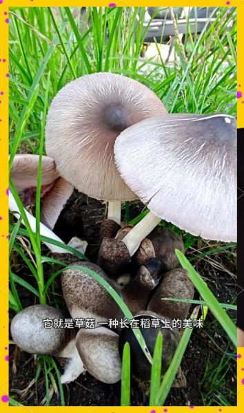 草菇价格一斤多少钱_草菇多少钱一斤2024-第2张图片-山城妙识 草菇价格一斤多少钱_草菇多少钱一斤2024-第2张图片-山城妙识