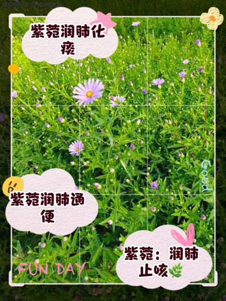 紫苑中药的功效与作用_紫苑能治哪些病-第1张图片-山城妙识 紫苑中药的功效与作用_紫苑能治哪些病-第1张图片-山城妙识