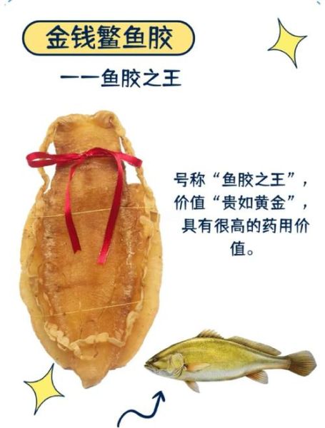 鱼肚和花胶的区别_鱼肚和花胶哪个更营养-第2张图片-山城妙识 鱼肚和花胶的区别_鱼肚和花胶哪个更营养-第2张图片-山城妙识