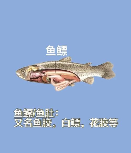 鱼肚和花胶的区别_鱼肚和花胶哪个更营养-第1张图片-山城妙识 鱼肚和花胶的区别_鱼肚和花胶哪个更营养-第1张图片-山城妙识