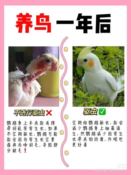 牡丹鹦鹉怎么养_牡丹鹦鹉会说话吗-第2张图片-山城妙识