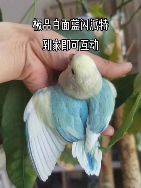 牡丹鹦鹉怎么养_牡丹鹦鹉会说话吗-第3张图片-山城妙识