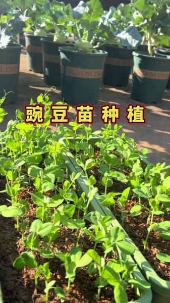 豌豆发芽图片_如何正确种植-第1张图片-山城妙识 豌豆发芽图片_如何正确种植-第1张图片-山城妙识