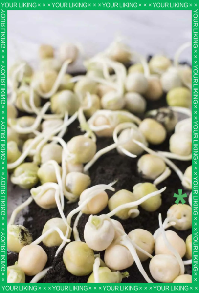 豌豆发芽图片_如何正确种植-第3张图片-山城妙识 豌豆发芽图片_如何正确种植-第3张图片-山城妙识