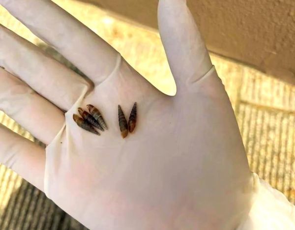 钉螺的危害有哪些_钉螺传播血吸虫病吗-第1张图片-山城妙识 钉螺的危害有哪些_钉螺传播血吸虫病吗-第1张图片-山城妙识