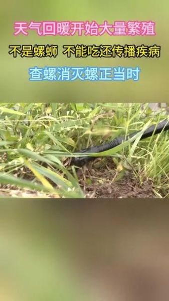 钉螺的危害有哪些_钉螺传播血吸虫病吗-第2张图片-山城妙识 钉螺的危害有哪些_钉螺传播血吸虫病吗-第2张图片-山城妙识