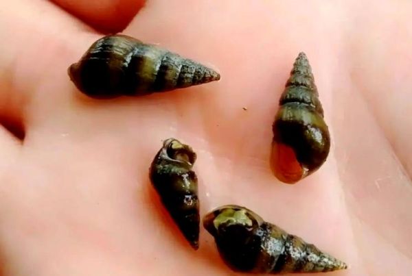 钉螺的危害有哪些_钉螺传播血吸虫病吗-第3张图片-山城妙识 钉螺的危害有哪些_钉螺传播血吸虫病吗-第3张图片-山城妙识