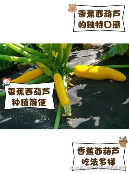 香蕉西葫芦的营养价值_香蕉西葫芦怎么吃最营养-第1张图片-山城妙识 香蕉西葫芦的营养价值_香蕉西葫芦怎么吃最营养-第1张图片-山城妙识
