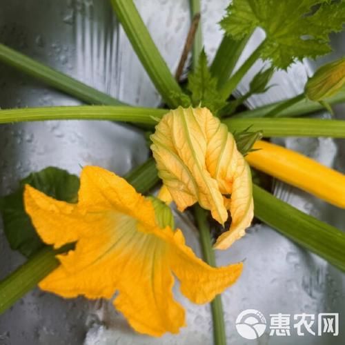 香蕉西葫芦的营养价值_香蕉西葫芦怎么吃最营养-第2张图片-山城妙识 香蕉西葫芦的营养价值_香蕉西葫芦怎么吃最营养-第2张图片-山城妙识