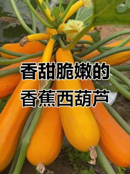 香蕉西葫芦的营养价值_香蕉西葫芦怎么吃最营养-第3张图片-山城妙识 香蕉西葫芦的营养价值_香蕉西葫芦怎么吃最营养-第3张图片-山城妙识