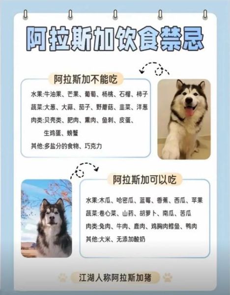 阿拉斯加犬适合家养吗_阿拉斯加犬的优缺点有哪些-第1张图片-山城妙识 阿拉斯加犬适合家养吗_阿拉斯加犬的优缺点有哪些-第1张图片-山城妙识