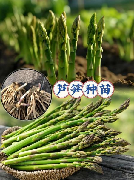 芦笋什么时候种植最好_芦笋亩产量一般多少斤-第1张图片-山城妙识 芦笋什么时候种植最好_芦笋亩产量一般多少斤-第1张图片-山城妙识