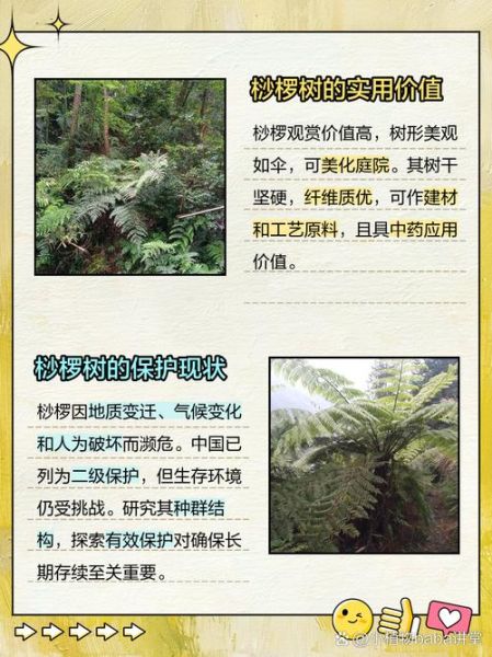 裟椤怎么读_裟椤是什么意思-第2张图片-山城妙识 裟椤怎么读_裟椤是什么意思-第2张图片-山城妙识