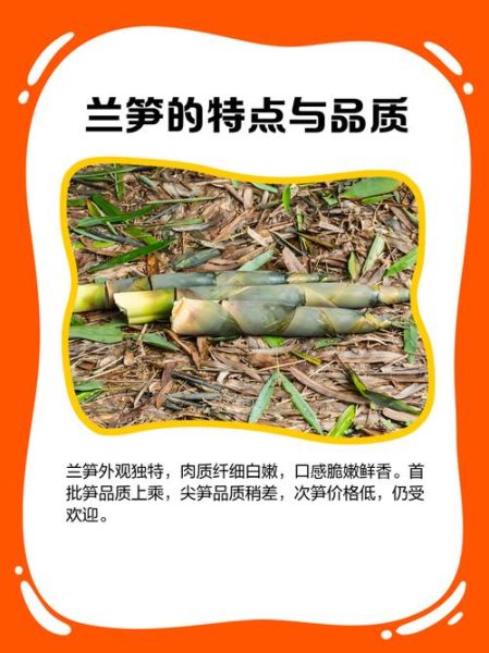 芥兰笋的功效与作用_芥兰笋怎么吃最营养-第2张图片-山城妙识 芥兰笋的功效与作用_芥兰笋怎么吃最营养-第2张图片-山城妙识